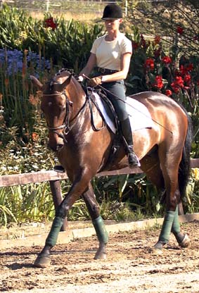The Dressage Basics with Clemens Dierks Part 2 – The Walk – The Horse ...