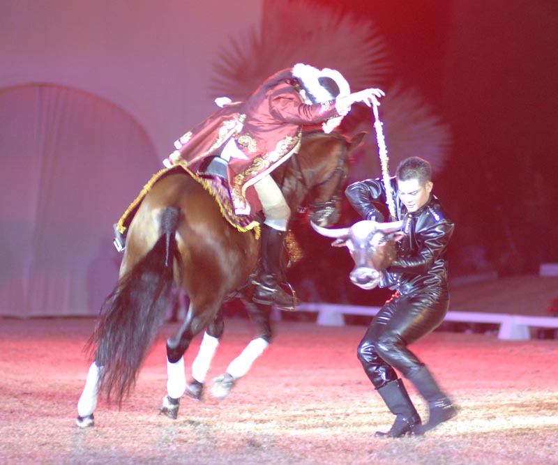 BullDancerWEB – The Horse Magazine