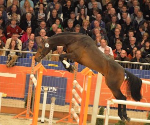 Jumping Stallions at the 2014 KWPN stallion show | The Horse Magazine