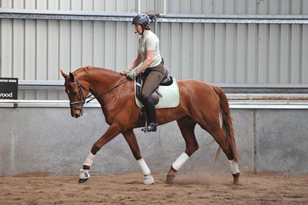 Competition Dressage – and REAL Dressage – The Horse Magazine