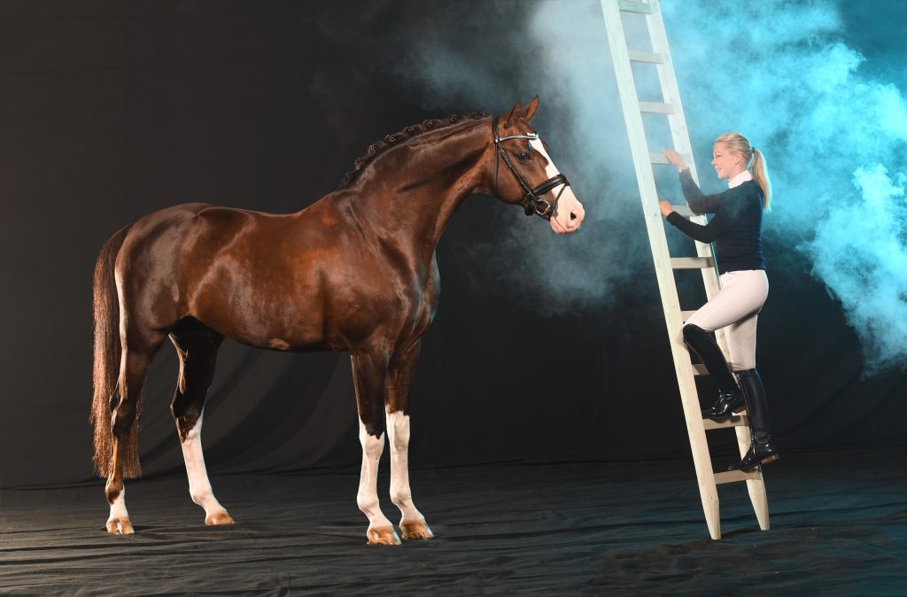 Breeding Values – something old but something is VERY NEW | The Horse ...