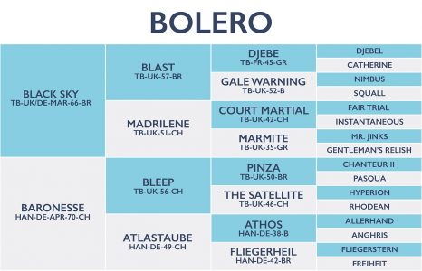 Bolero – The Horse Magazine