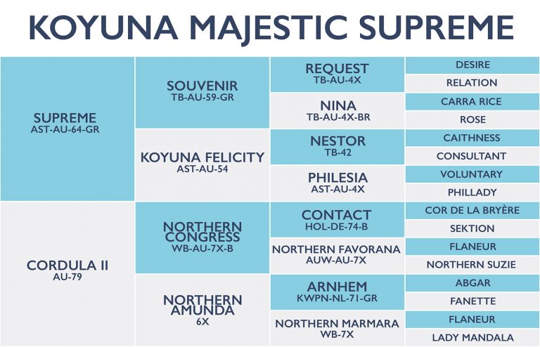 Koyuna Majestic Supreme – The Horse Magazine