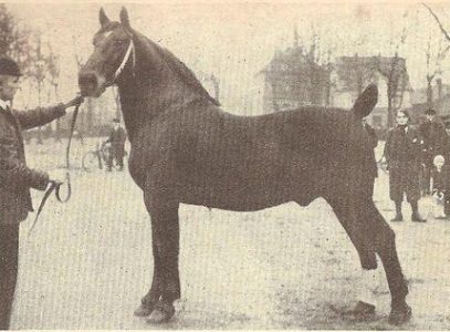Donnerhall – The Horse Magazine