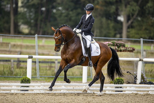 How does the KWPN dressage horse compare to the German horses? – The ...