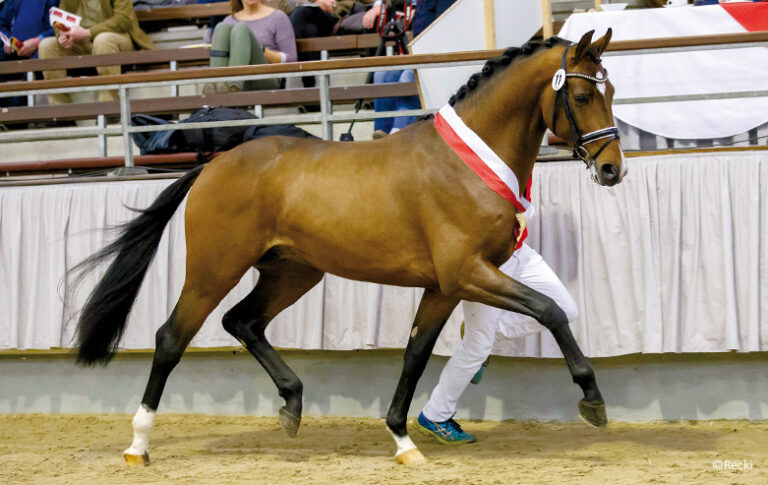 The Dressage Talk: What makes a Grand Prix horse? | The Horse Magazine